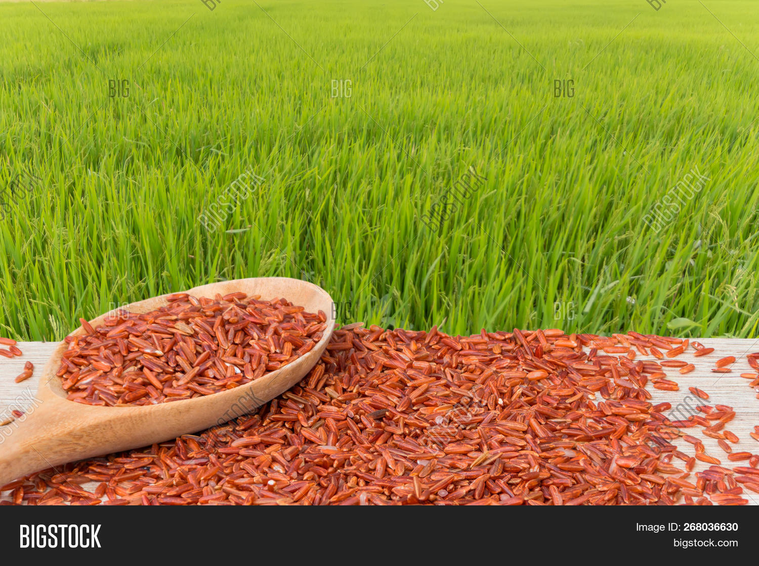 Red Rice Brown Rice Image & Photo (Free Trial) | Bigstock