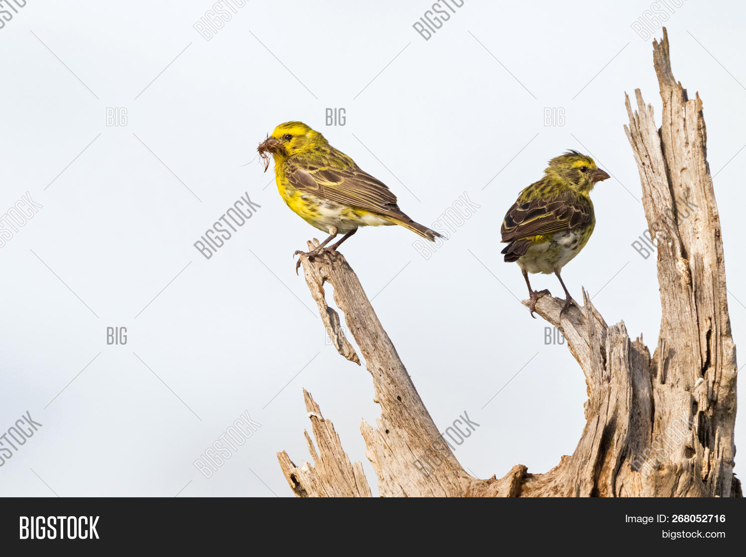 Yellow-crowned Canary Image & Photo (Free Trial) | Bigstock