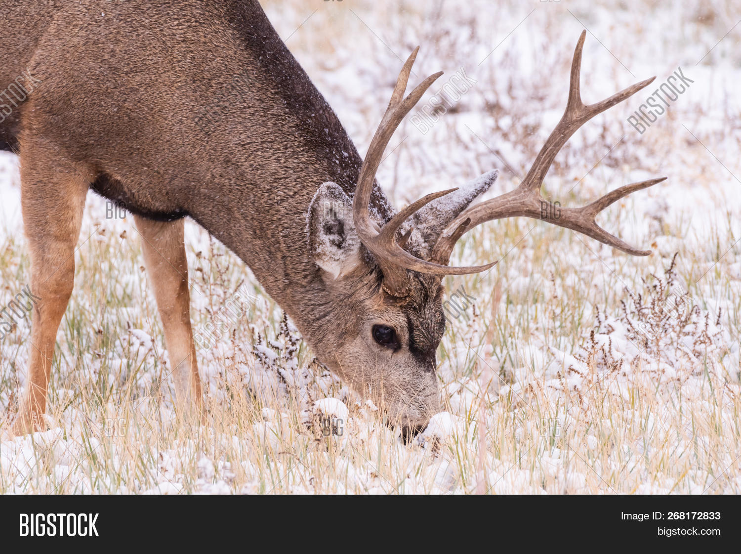 Wild Deer Colorado Image & Photo (Free Trial) | Bigstock