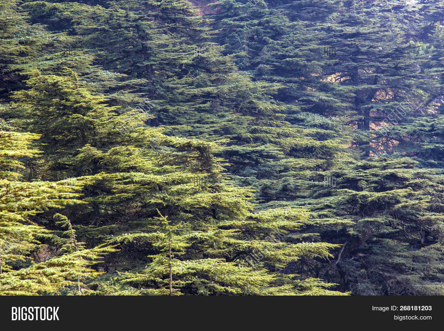 Cedar Forest Lebanon. Image & Photo (Free Trial) | Bigstock