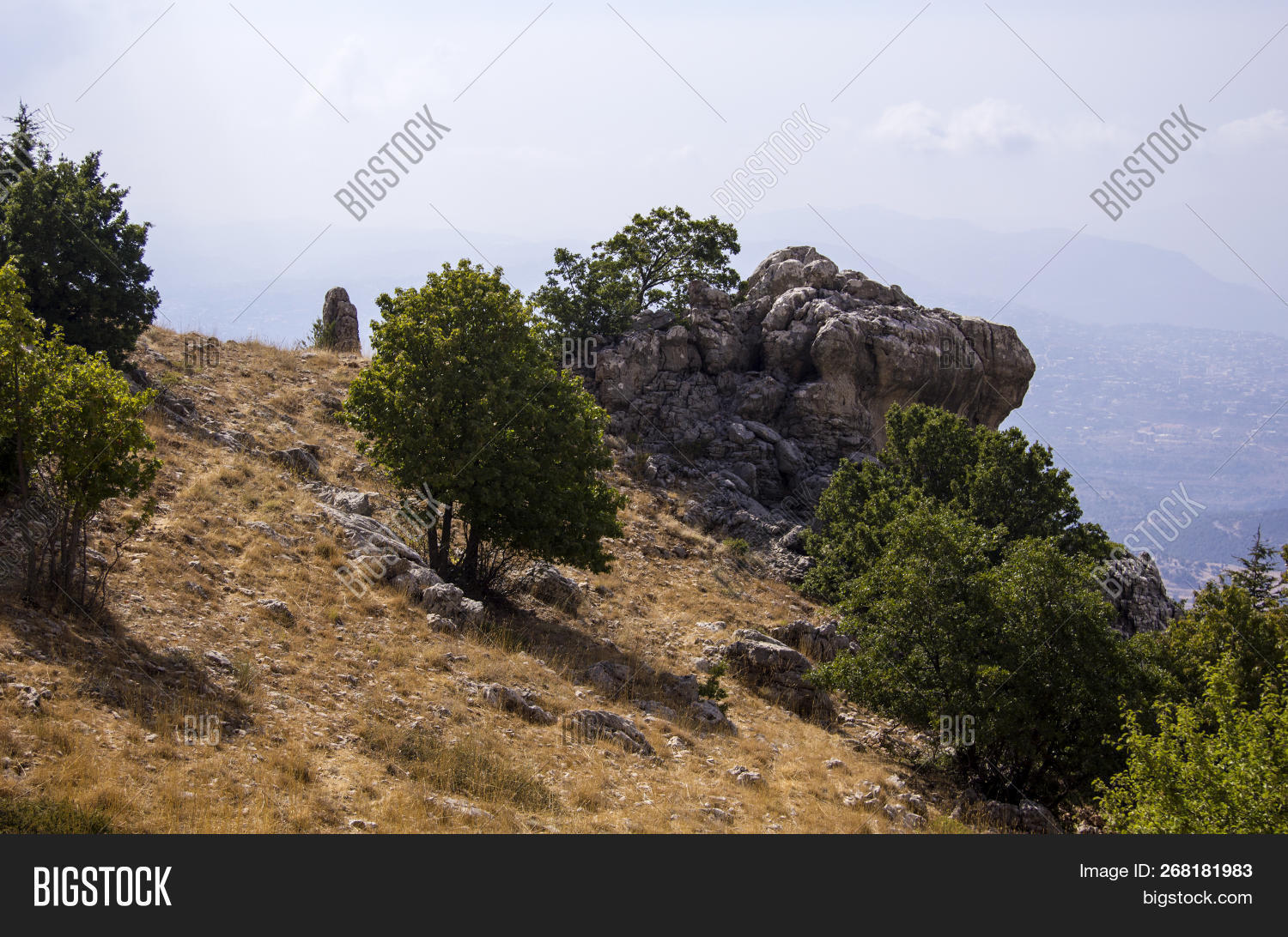 Cedar Forest Lebanon. Image & Photo (Free Trial) | Bigstock