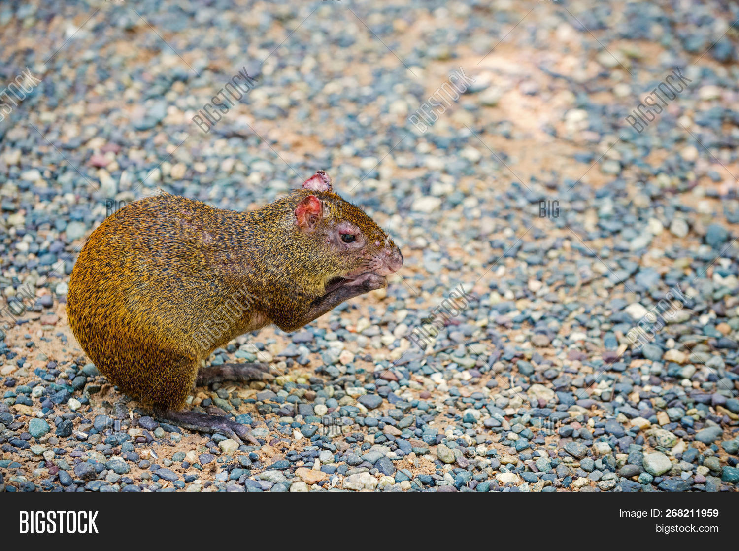 Agouti Rodent Rat Image & Photo (Free Trial) | Bigstock