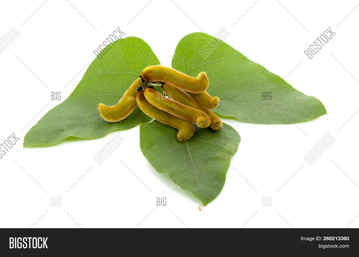 Mucuna Pruriens Image & Photo (Free Trial) | Bigstock