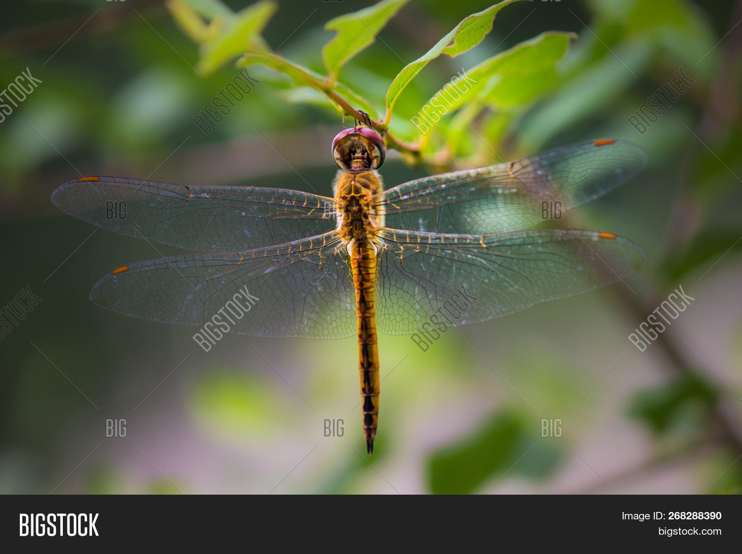 Dragonfly Insect Image & Photo (Free Trial) | Bigstock