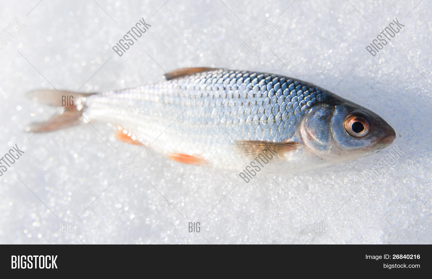 Shiny Roach On Snow - Image & Photo (Free Trial) | Bigstock