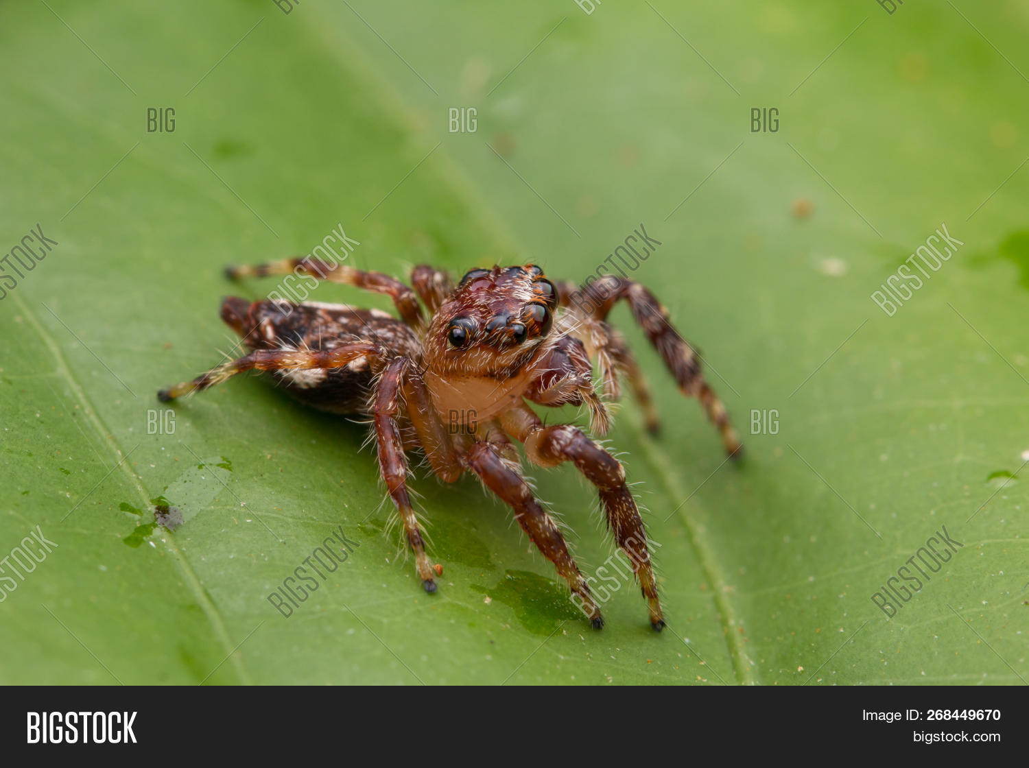 Beautiful Jumping Image & Photo (Free Trial) | Bigstock