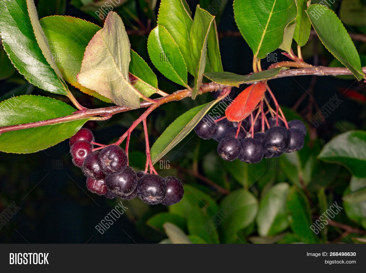 Chokeberry On Branch. Image & Photo (Free Trial) | Bigstock