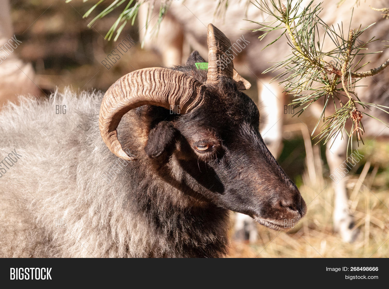 Herd Haether Sheep Image & Photo (Free Trial) | Bigstock