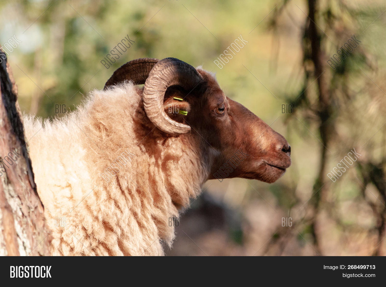 Herd Haether Sheep Image & Photo (Free Trial) | Bigstock