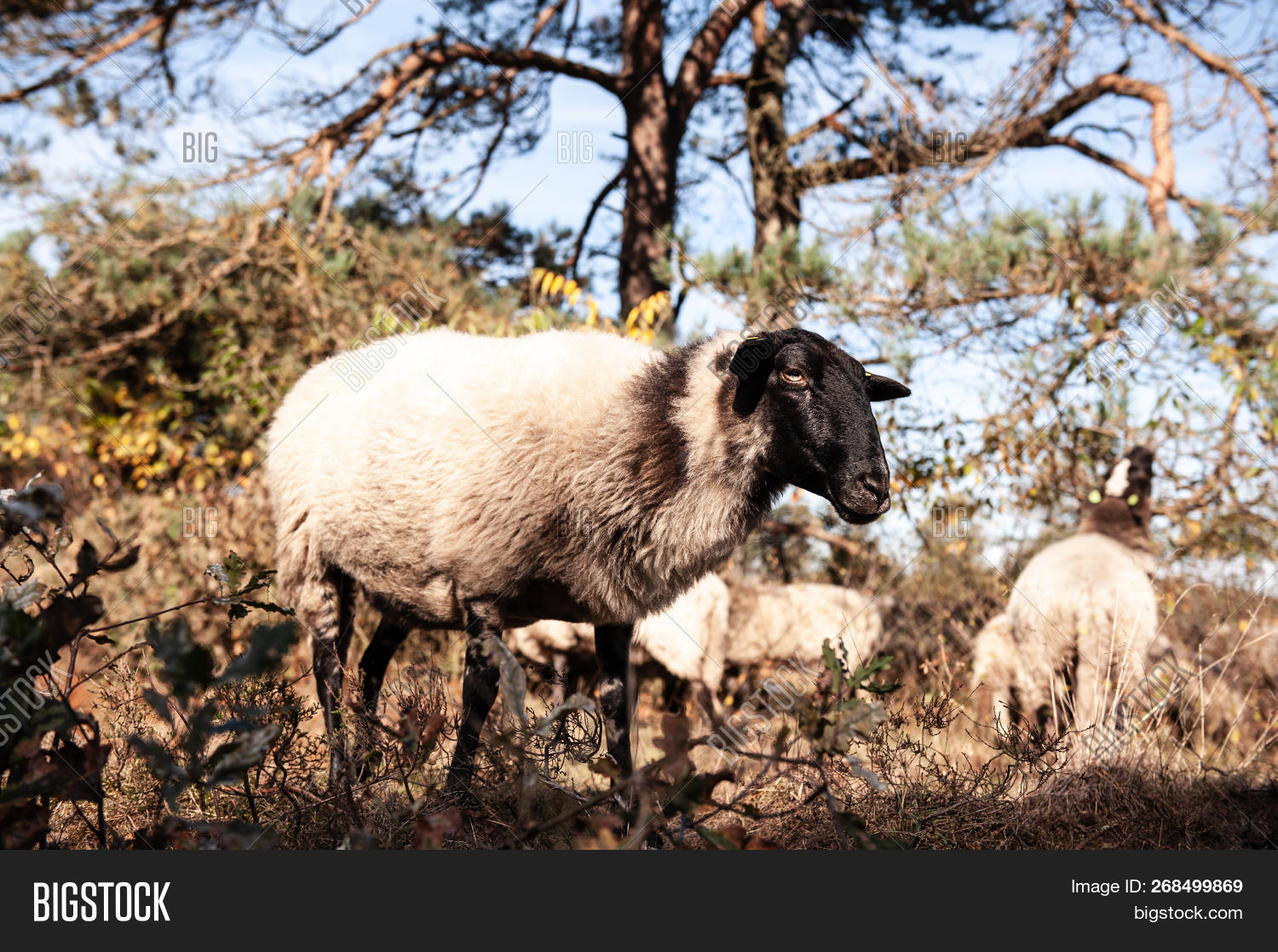 Herd Haether Sheep Image & Photo (Free Trial) | Bigstock