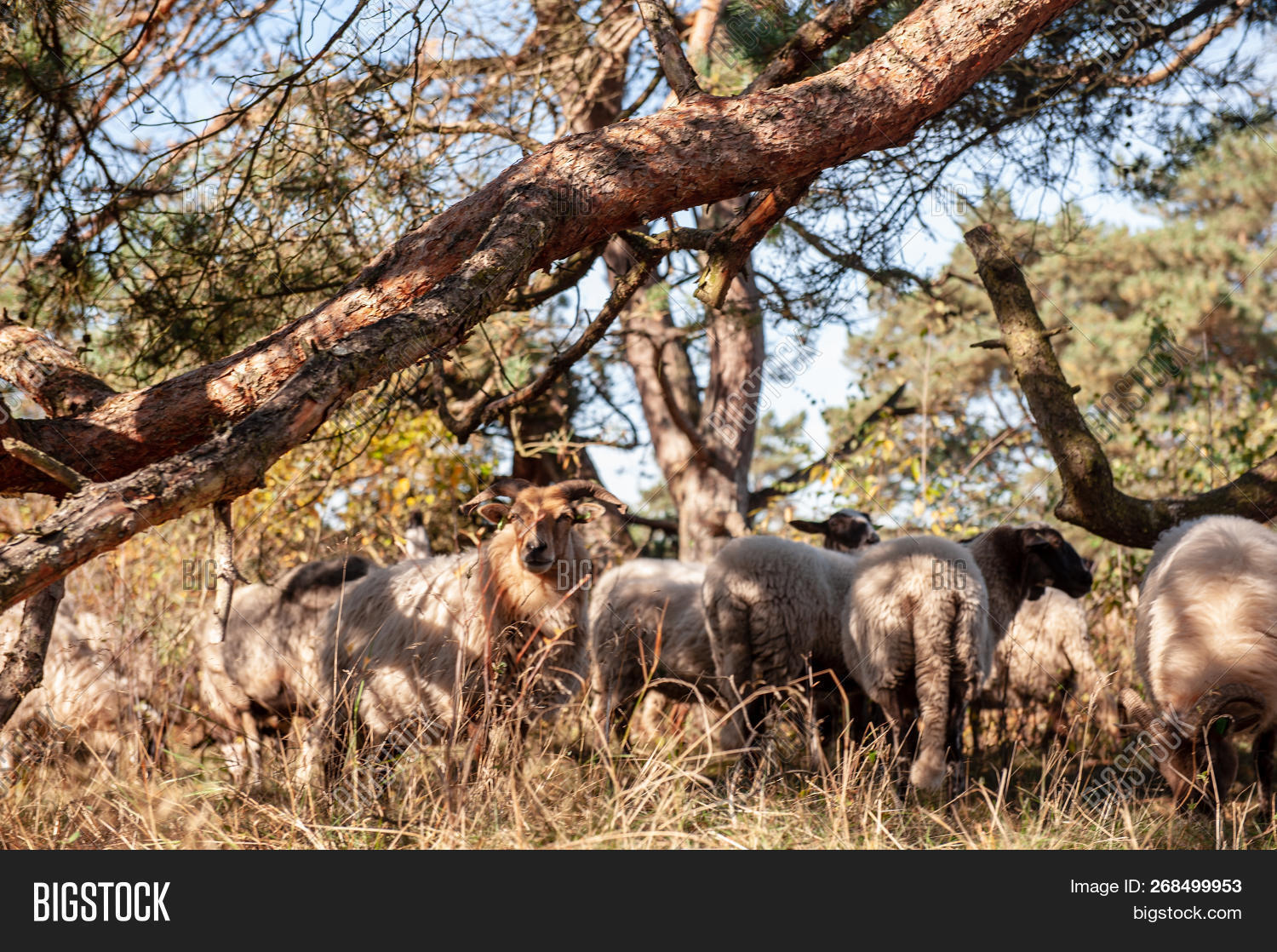 Herd Haether Sheep Image & Photo (Free Trial) | Bigstock