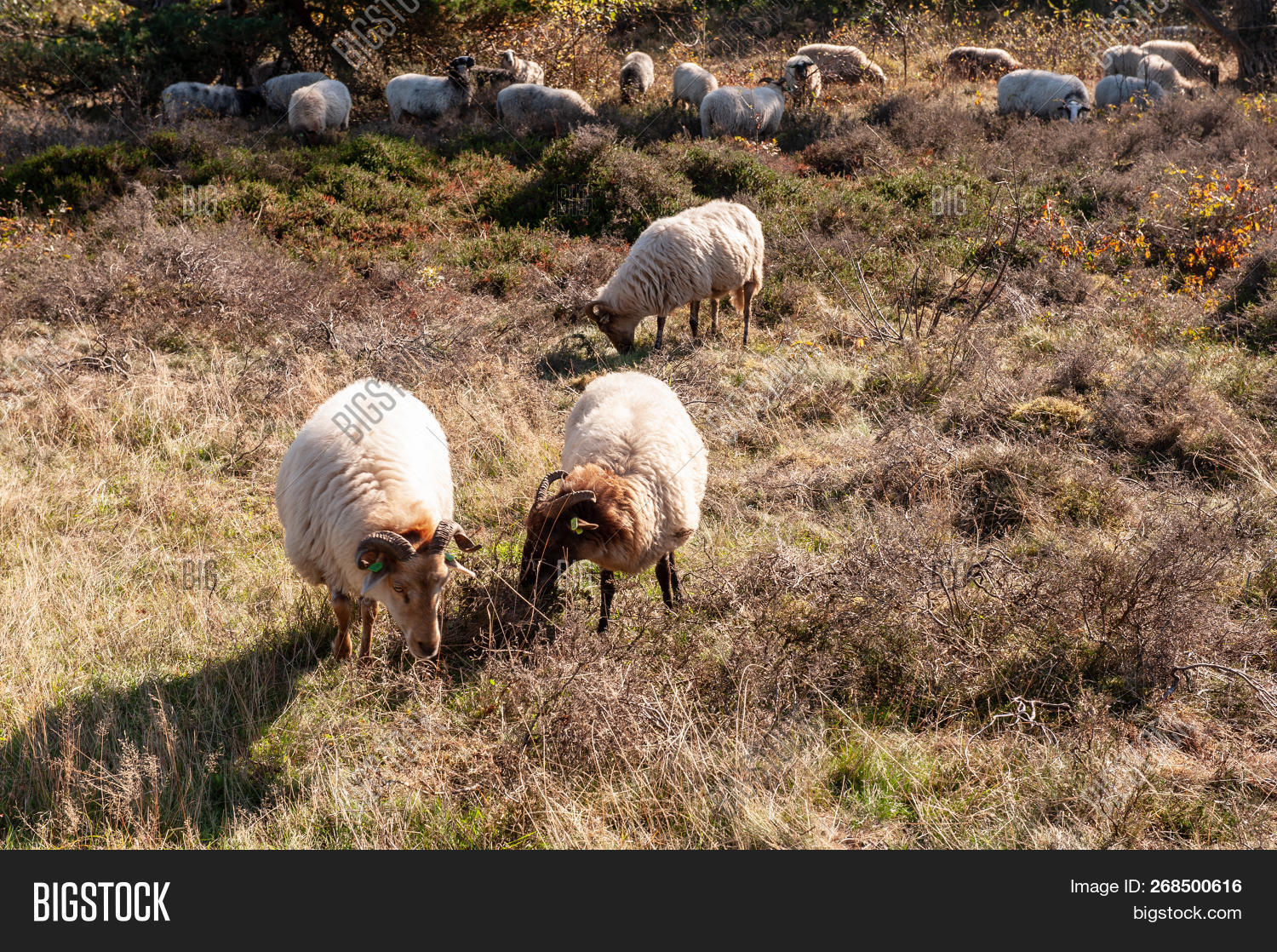 Herd Haether Sheep Image & Photo (Free Trial) | Bigstock
