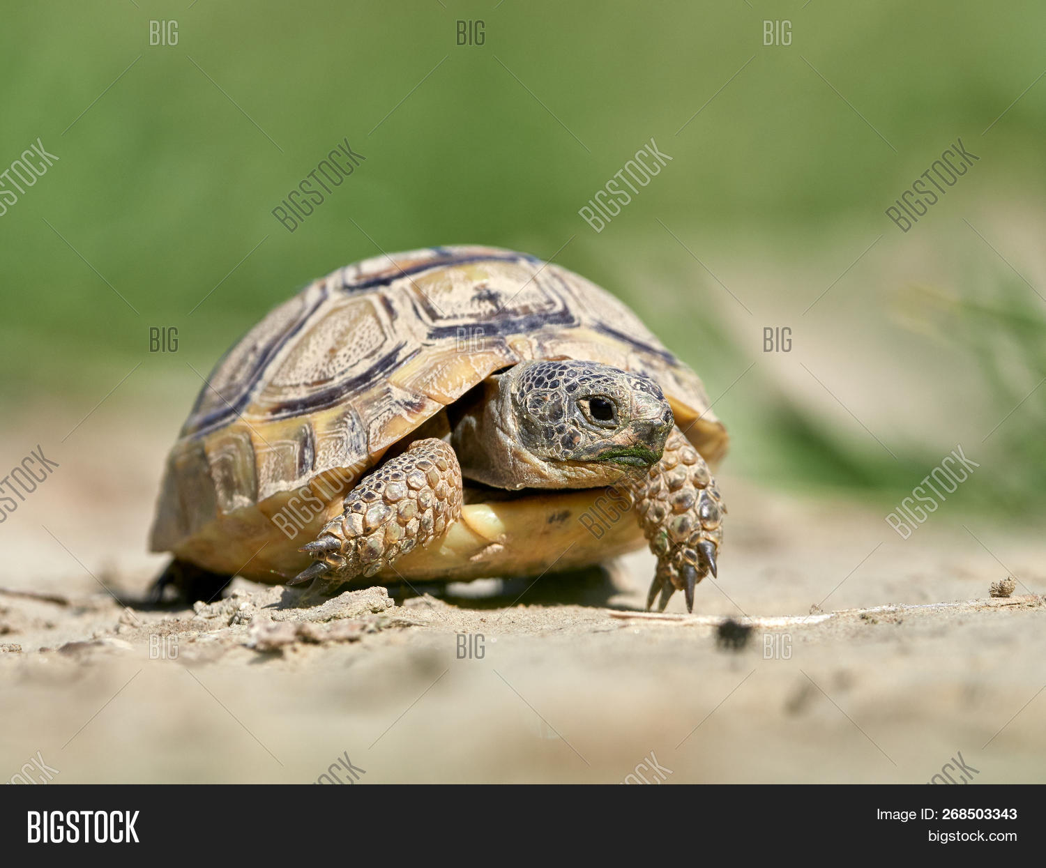 Spur Thighed Turtle ( Image & Photo (Free Trial) | Bigstock
