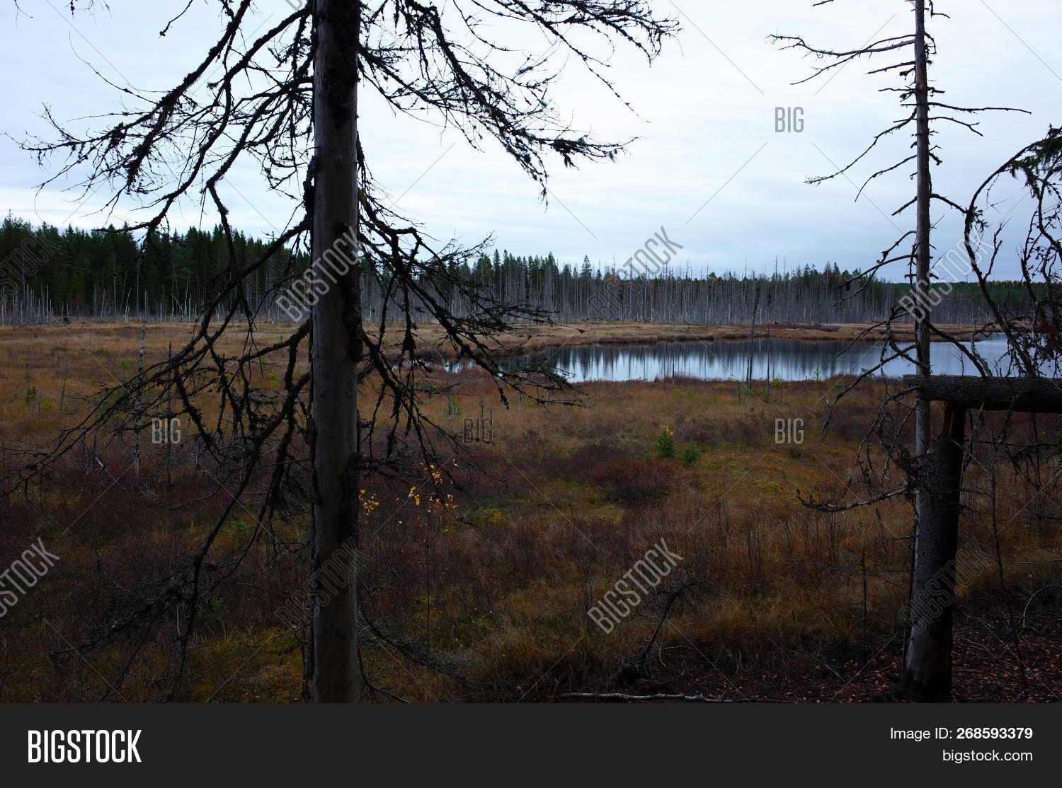 Dry Dead Trees After Image & Photo (Free Trial) | Bigstock