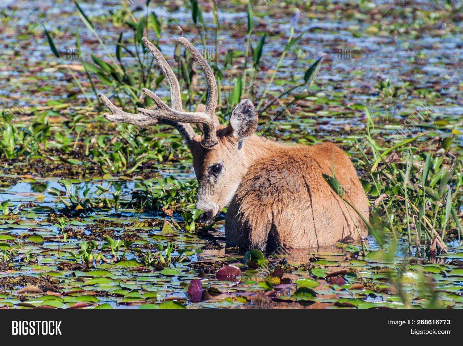 Marsh Deer Blastocerus Image & Photo (Free Trial) | Bigstock