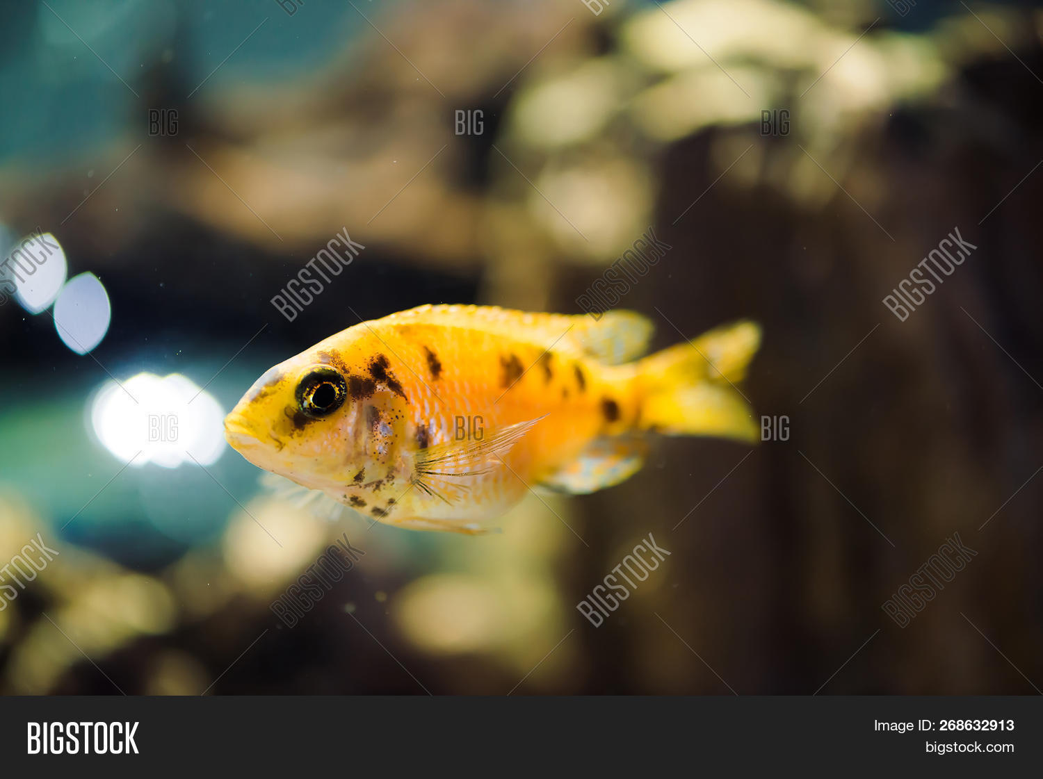 Msobo Magunga Fish Image & Photo (Free Trial) | Bigstock