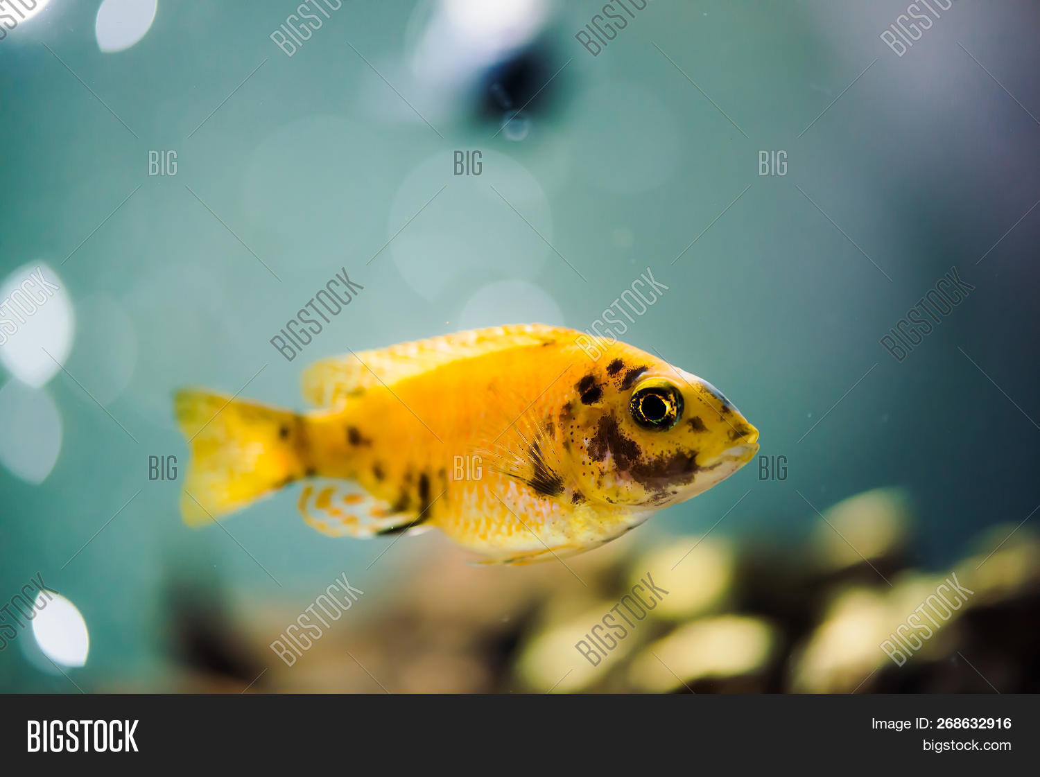 Msobo Magunga Fish Image & Photo (Free Trial) | Bigstock