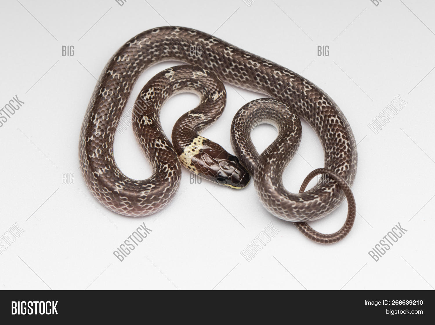 Close- Small Snake On Image & Photo (Free Trial) | Bigstock