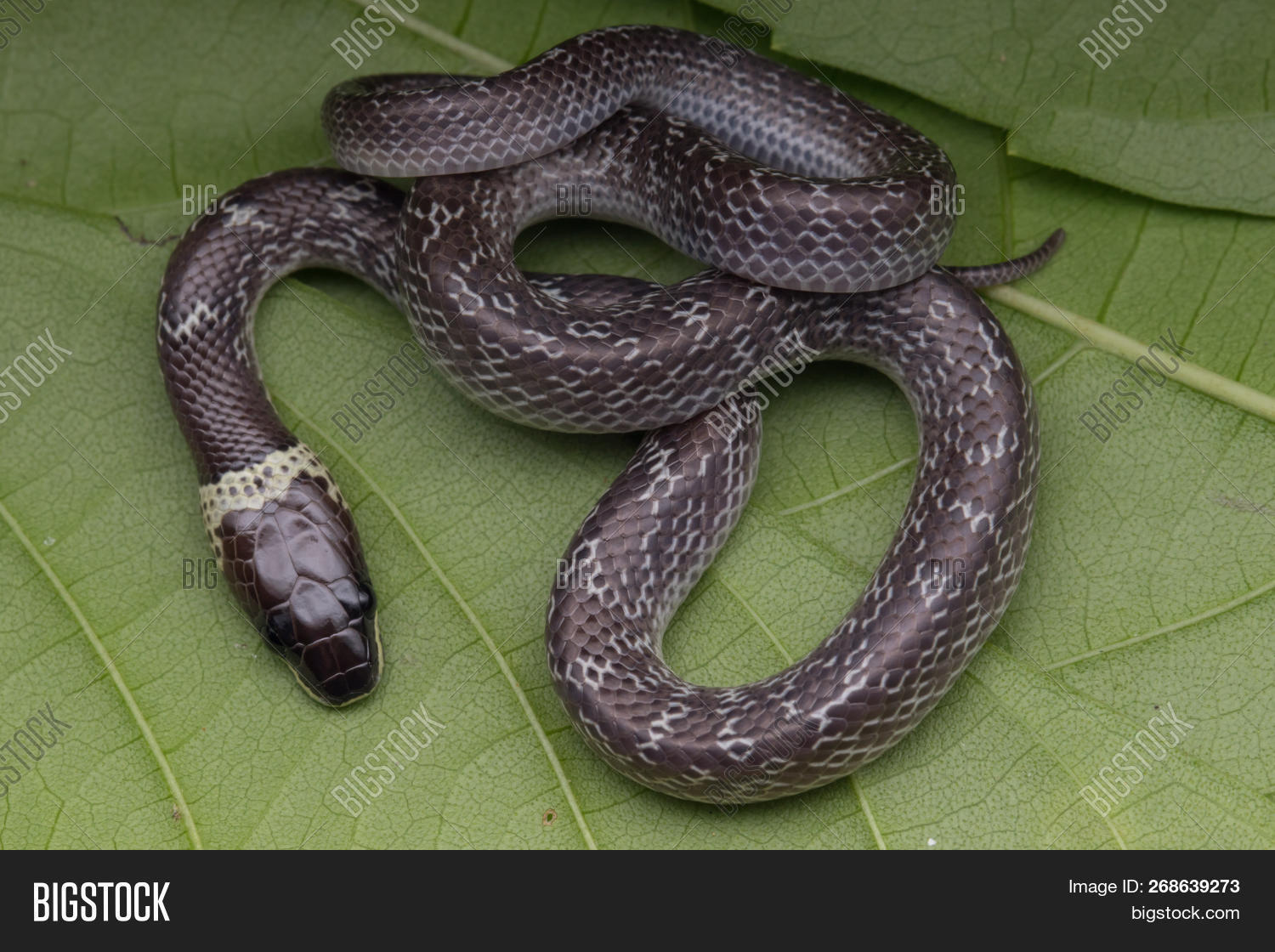 Close- Small Snake On Image & Photo (Free Trial) | Bigstock