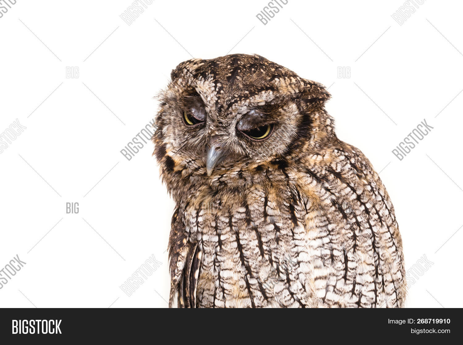 Owl Face High Image & Photo (Free Trial) | Bigstock