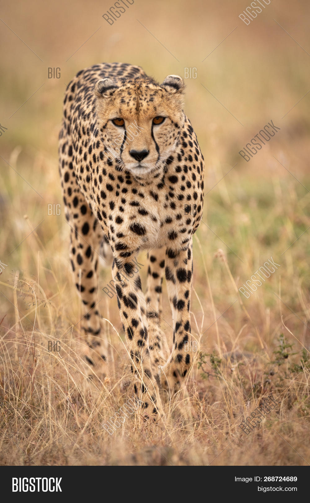 Cheetah Walks Towards Image & Photo (Free Trial) | Bigstock