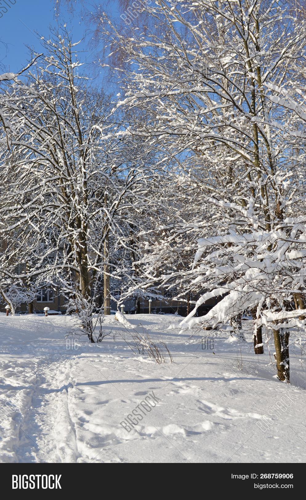 Beautiful Snow-covered Image & Photo (Free Trial) | Bigstock
