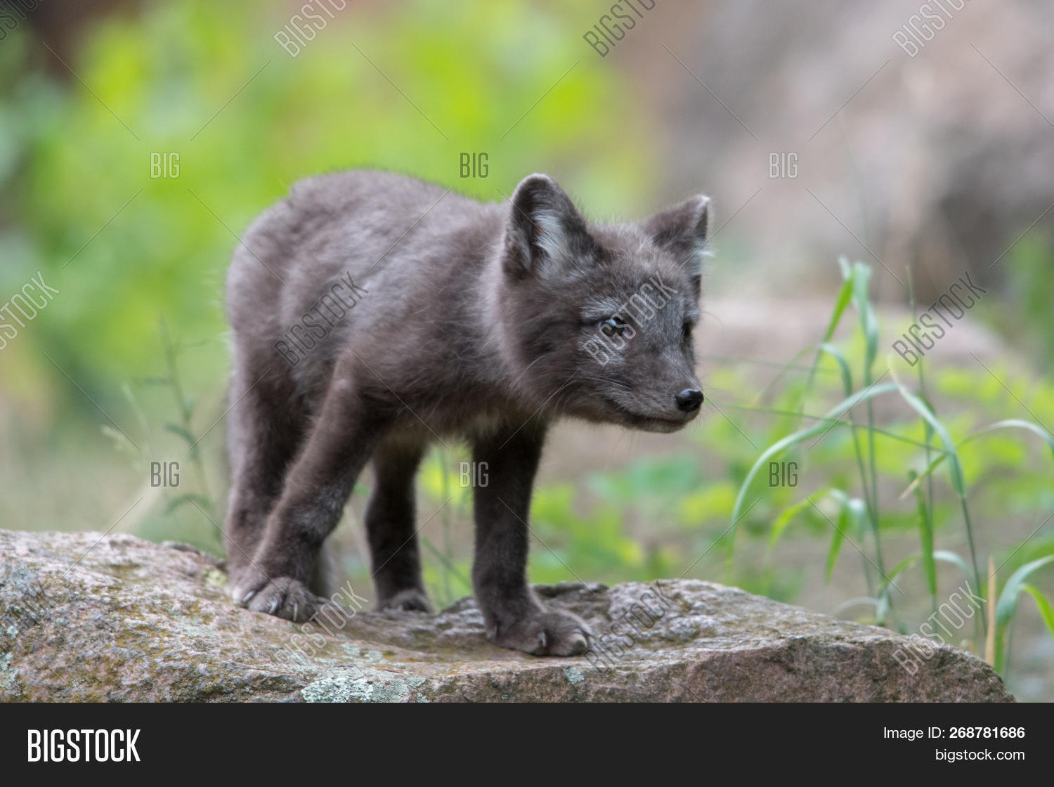 Cute Cub Arctic Fox ( Image & Photo (Free Trial) | Bigstock