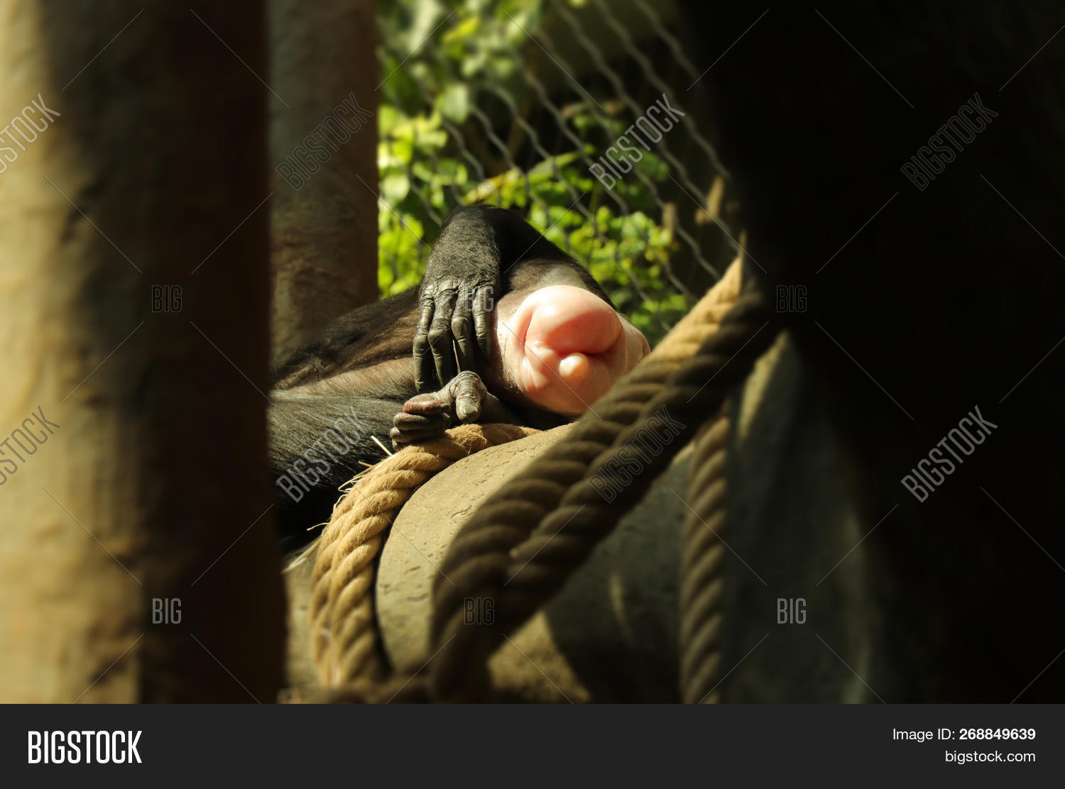 Pink Chimpanzee Lying Image & Photo (Free Trial) | Bigstock