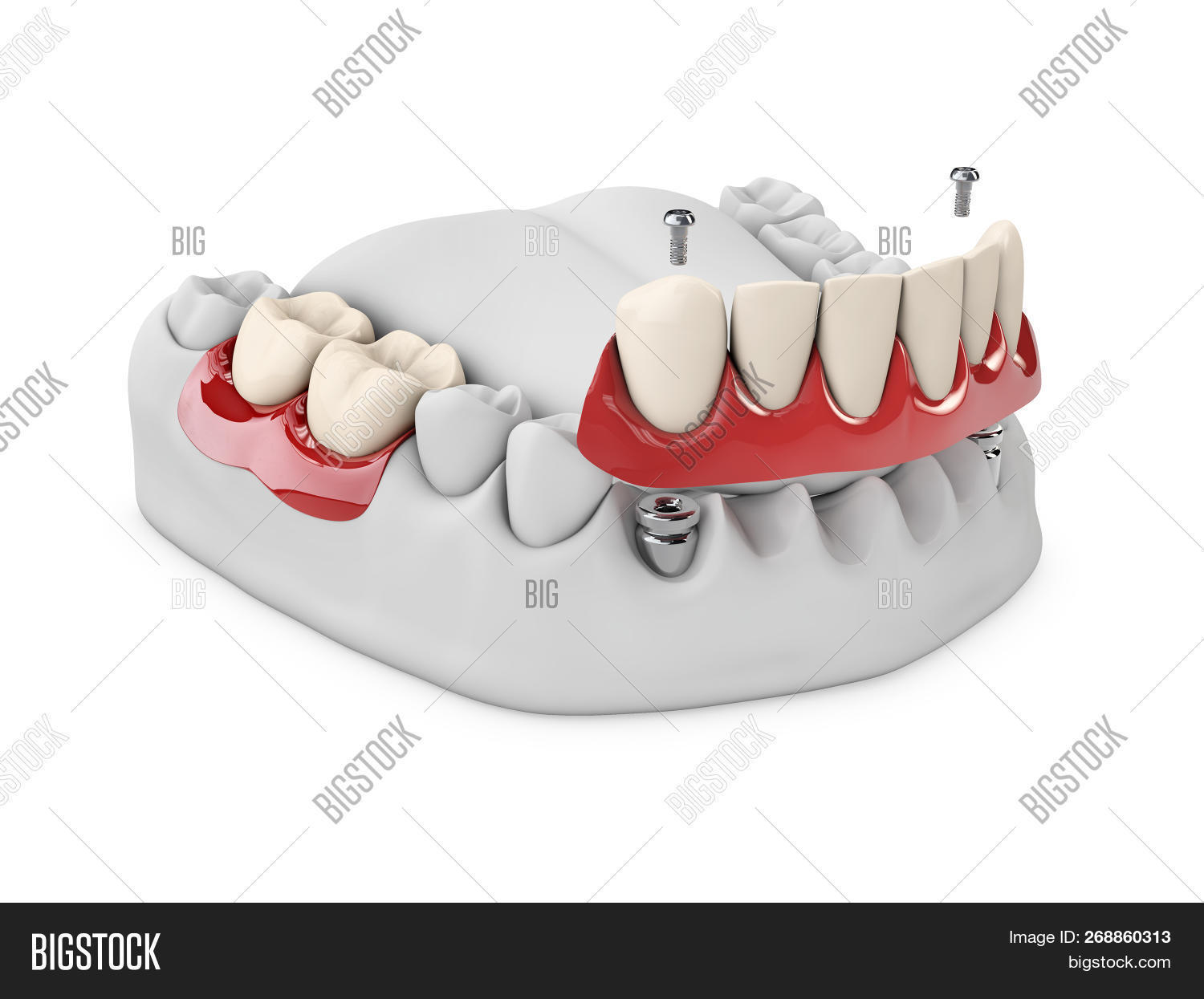 Anatomy Healthy Teeth Image & Photo (Free Trial) | Bigstock