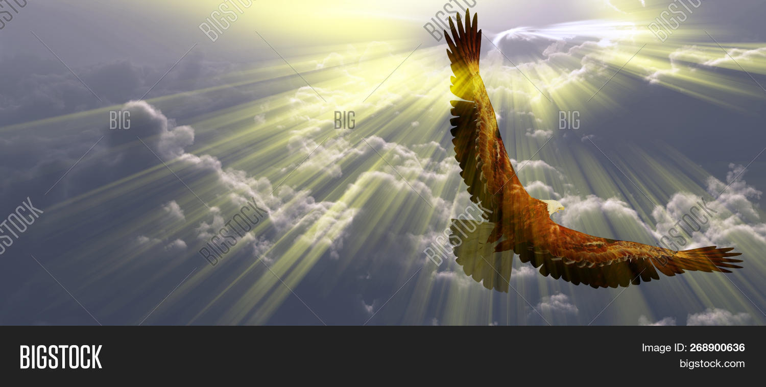 Eagle Flight Above Image & Photo (Free Trial) | Bigstock