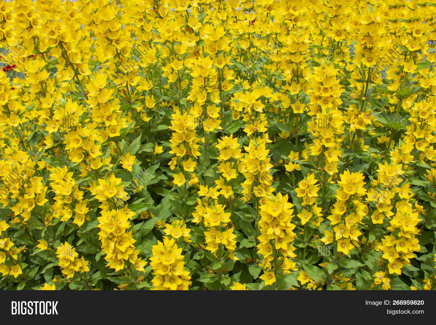 Flower Garden Sunny Image & Photo (Free Trial) | Bigstock
