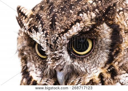 Owl Face High Image & Photo (Free Trial) | Bigstock