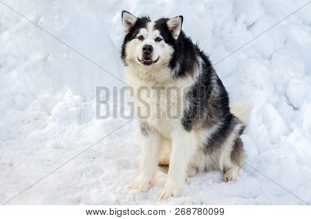 Beautiful Malamute Dog Image & Photo (Free Trial) | Bigstock