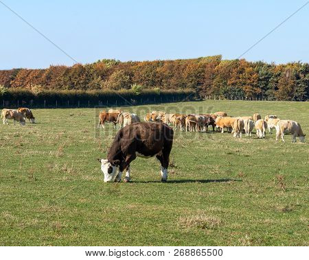 Cattle Grazing Field Image & Photo (Free Trial) | Bigstock