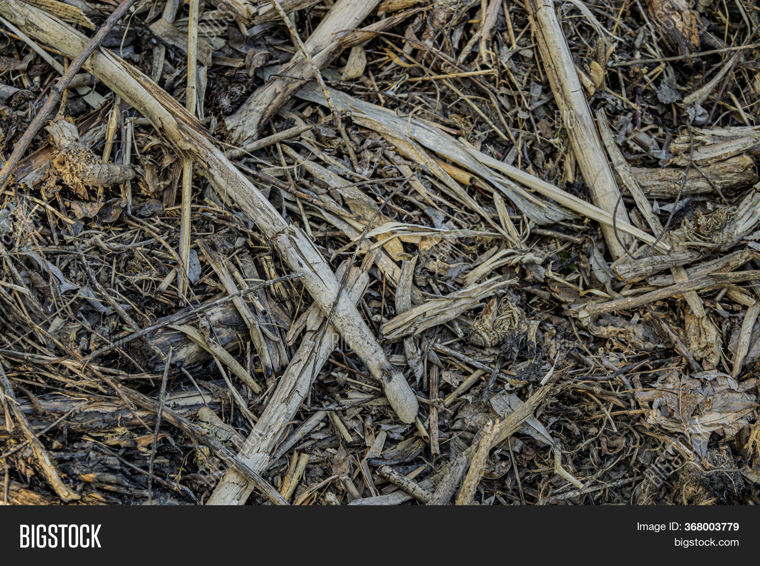 Burnt Dry Grass Nature Image & Photo (Free Trial) | Bigstock