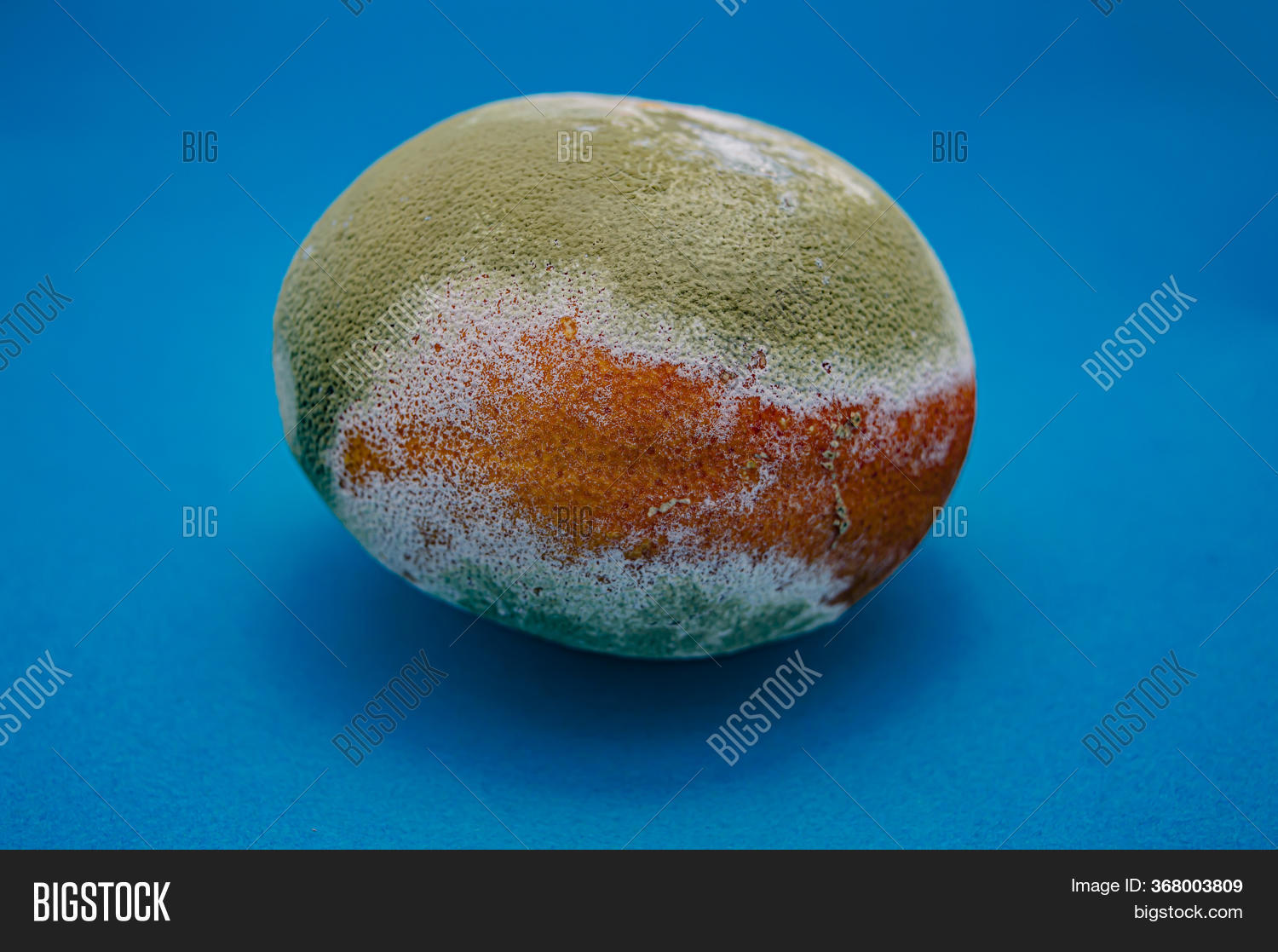 Rotten Orange Covered Image & Photo (Free Trial) | Bigstock