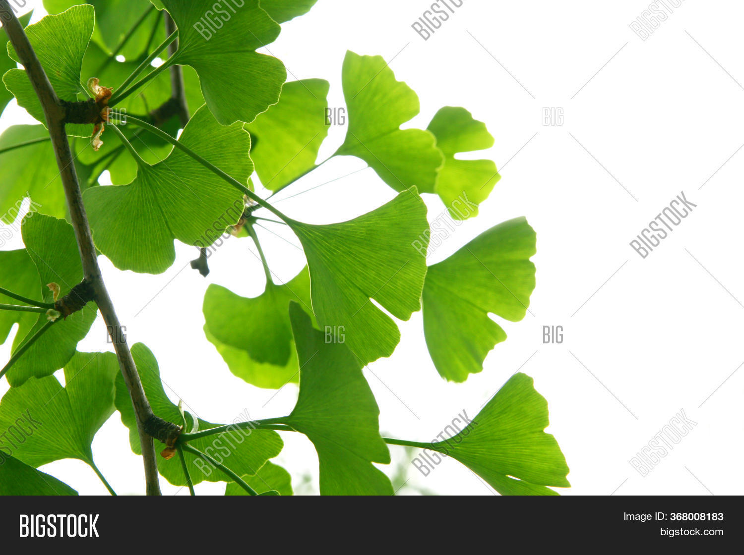 Ginkgo Biloba Green Image & Photo (Free Trial) | Bigstock