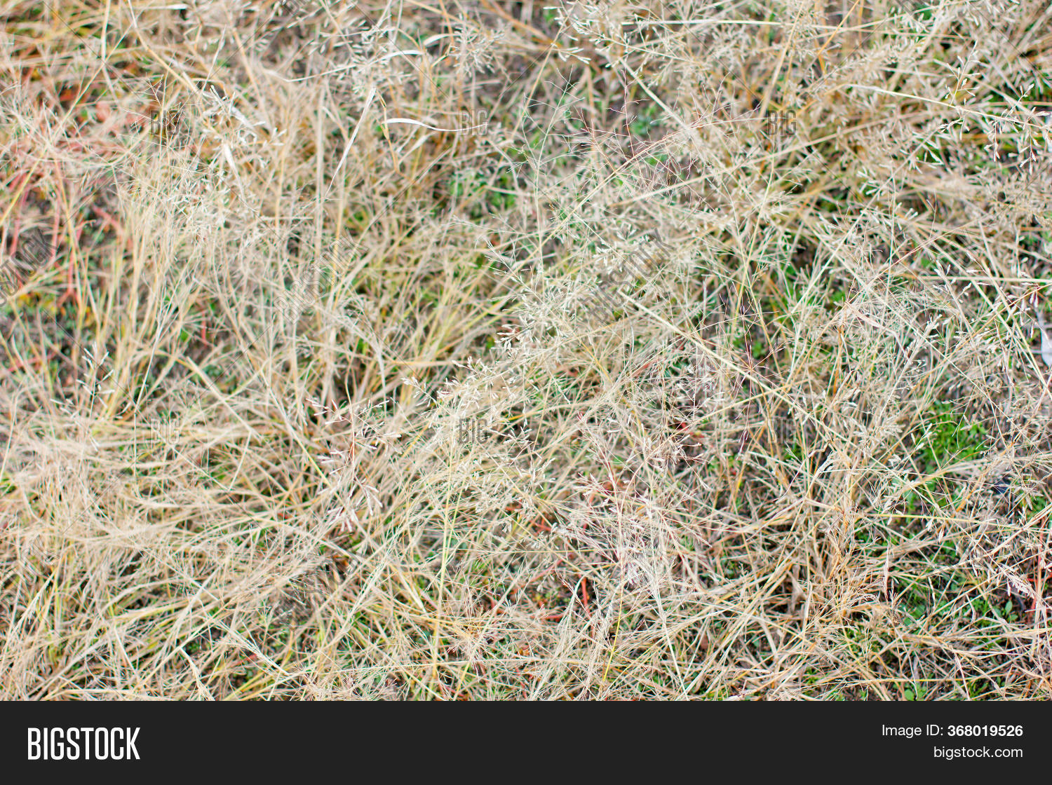 Dry Grass Background Image And Photo Free Trial Bigstock