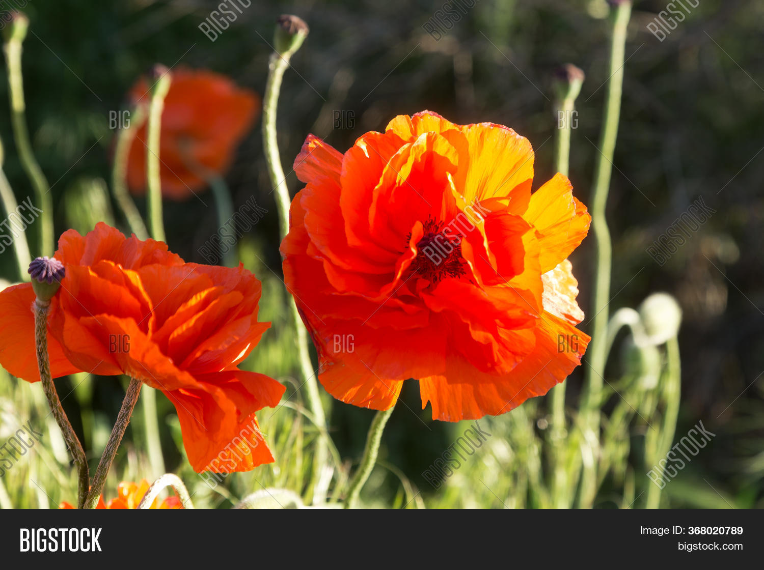 Beautiful Red Poppies Image & Photo (Free Trial) | Bigstock