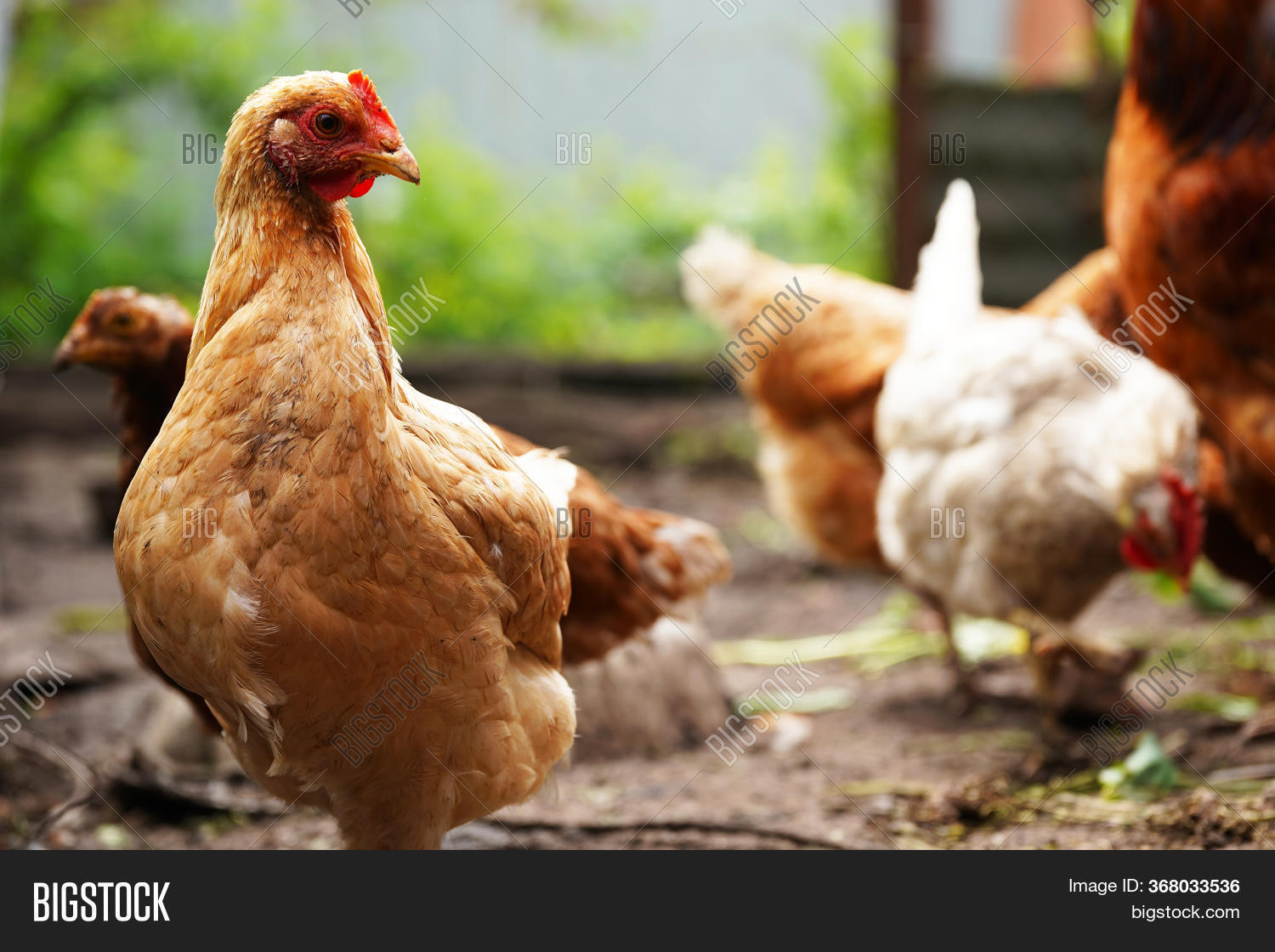 Chicken Standing On Image & Photo (Free Trial) | Bigstock
