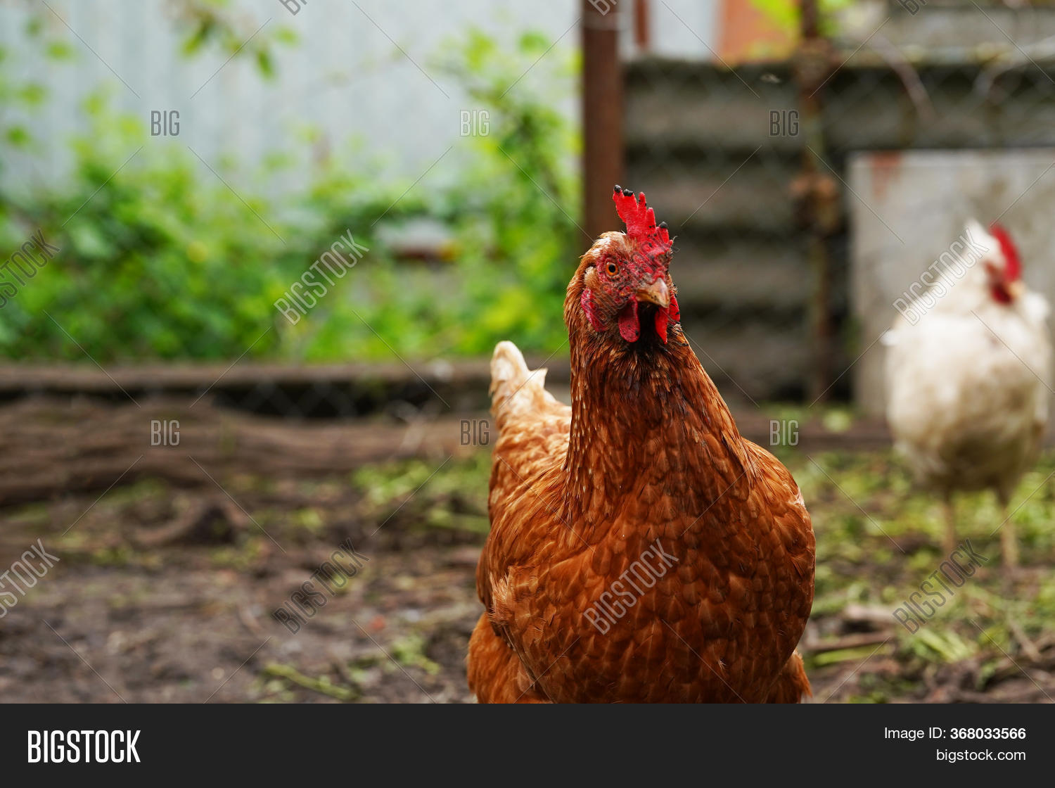Chicken Standing On Image & Photo (Free Trial) | Bigstock