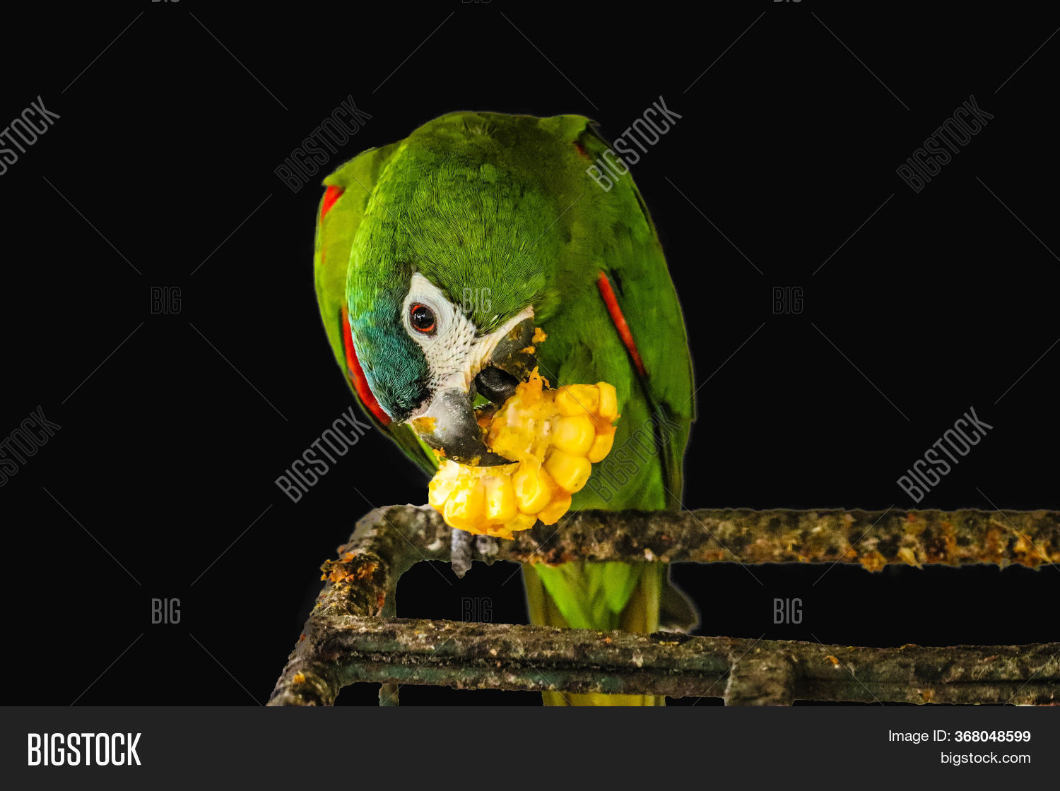 Chestnut Fronted Macaw Image & Photo (Free Trial) | Bigstock