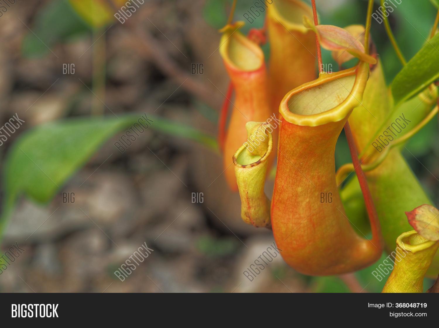 Tropical Pitcher Image & Photo (Free Trial) | Bigstock