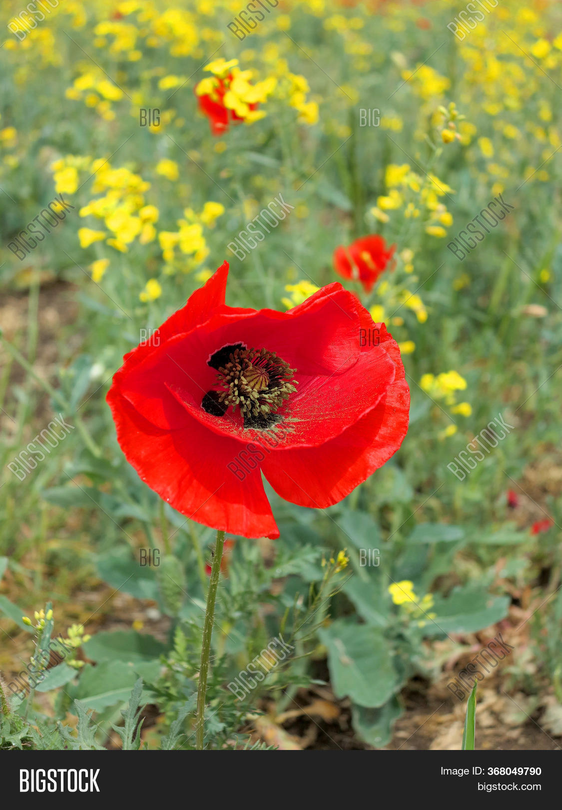 Beautiful Red Poppies Image & Photo (Free Trial) | Bigstock