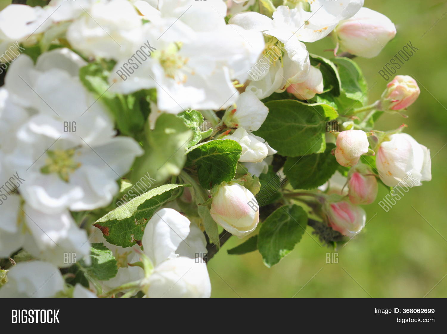 Beautiful Spring Image & Photo (Free Trial) | Bigstock