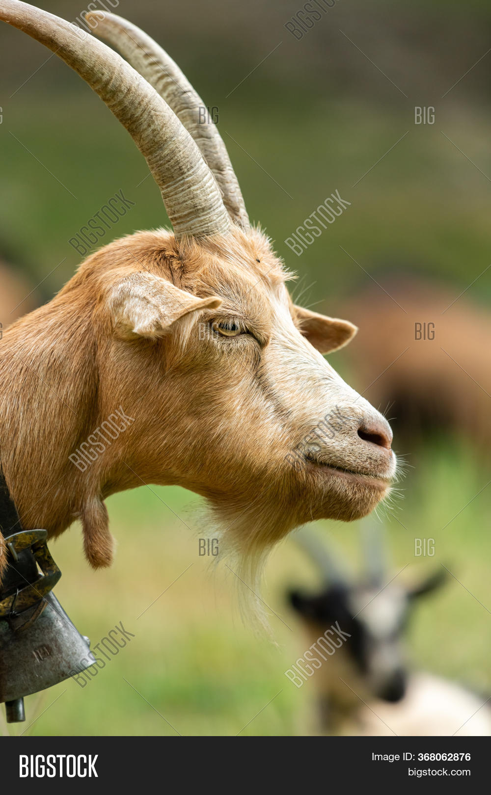 Portrait Beautiful Image & Photo (Free Trial) | Bigstock