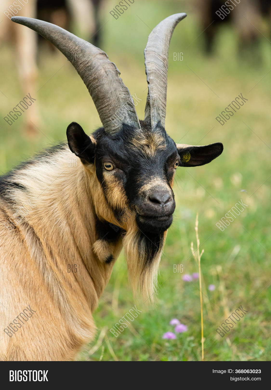 Portrait Beautiful Image & Photo (Free Trial) | Bigstock