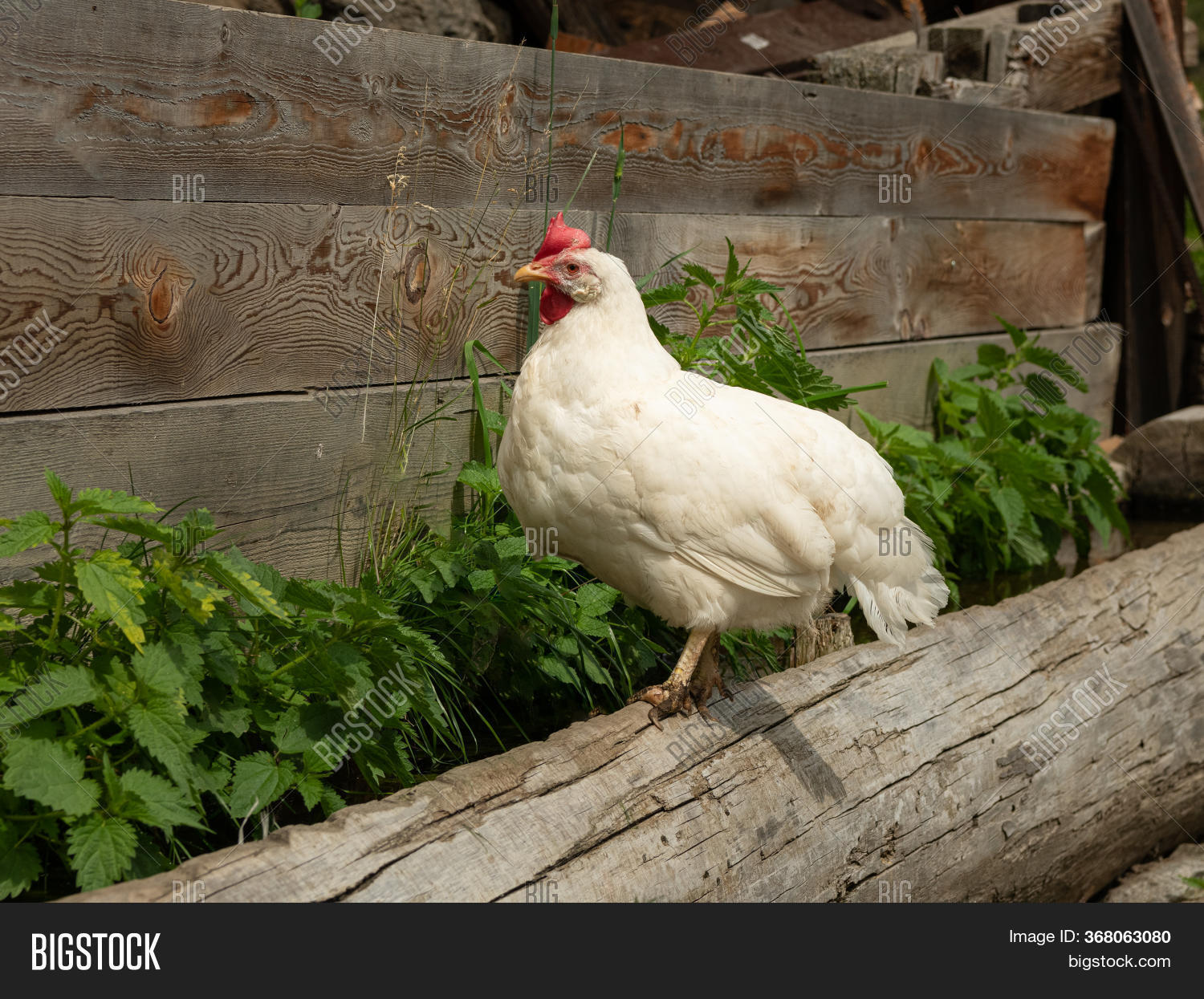 White Chicken Resting Image & Photo (Free Trial) | Bigstock