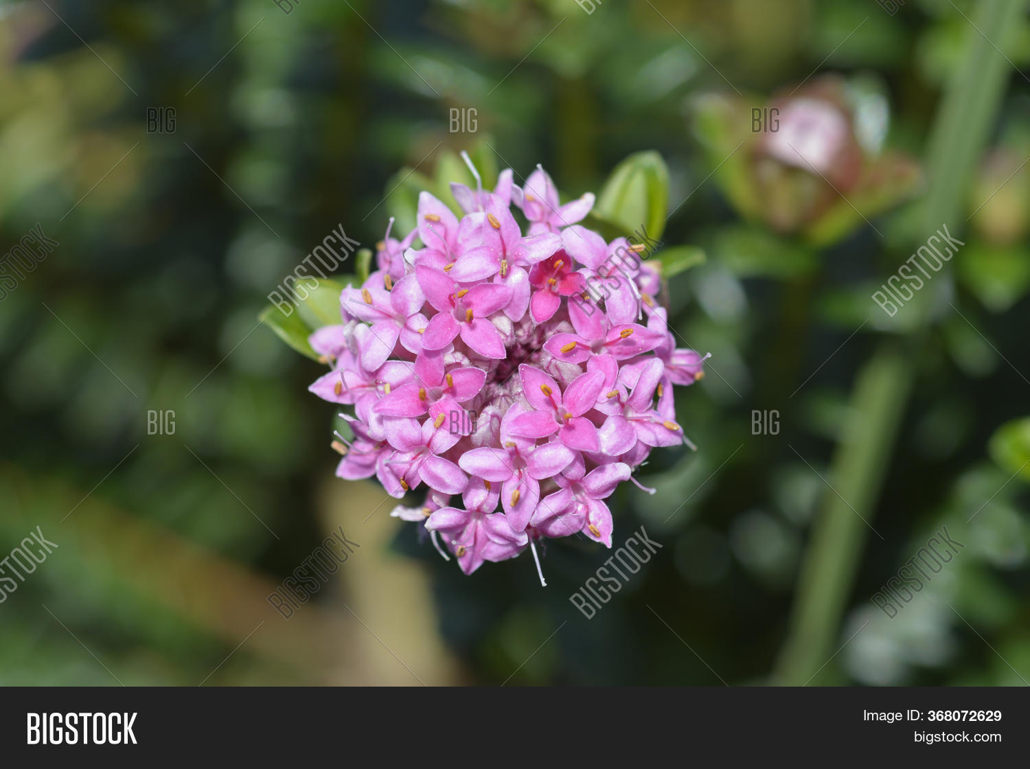 Rosy Rice Flower - Image & Photo (Free Trial) | Bigstock
