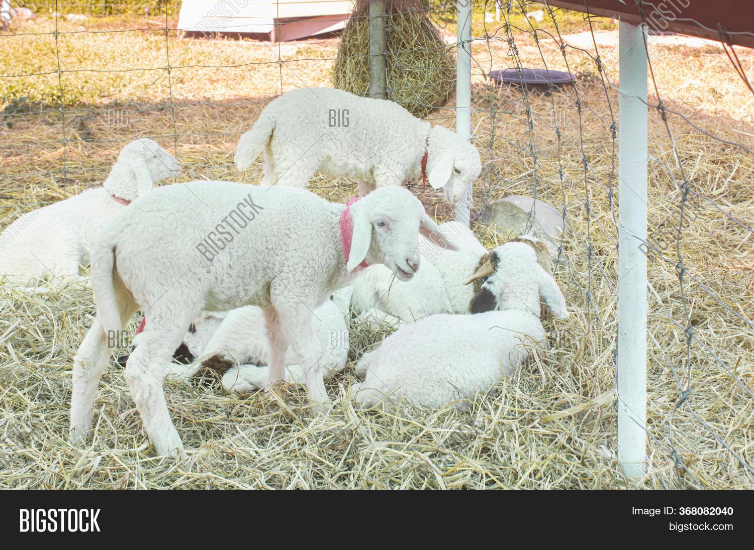 White Sheep Group Image & Photo (Free Trial) | Bigstock